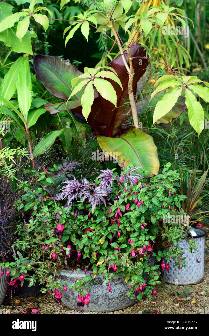tropical container planting,tropical pot planting,pot planting scheme ...
