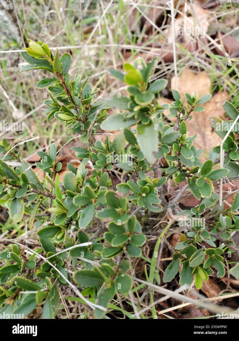Oregon Boxwood (Paxistima myrsinites Stock Photo - Alamy