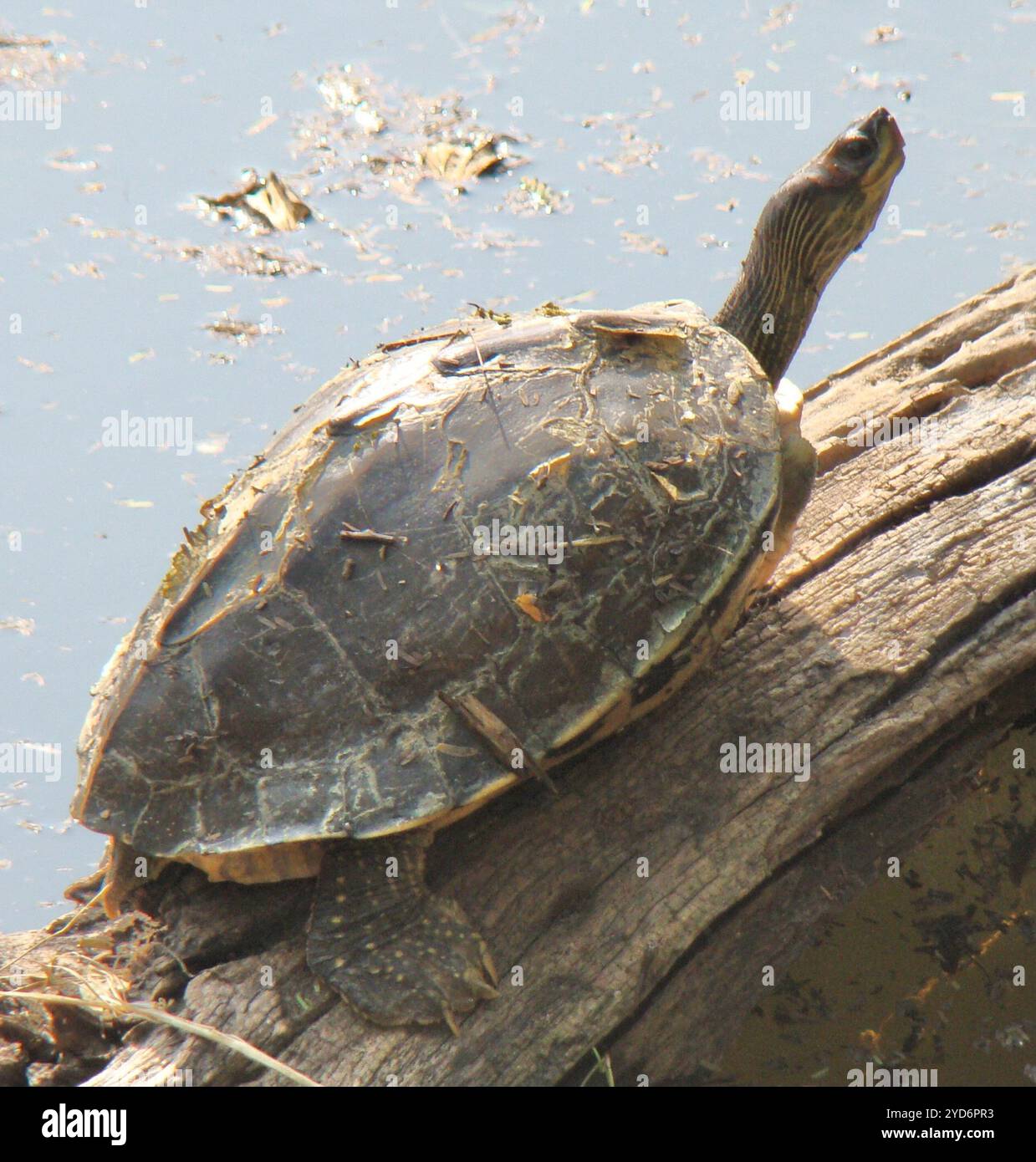 Roofed turtle hi-res stock photography and images - Alamy