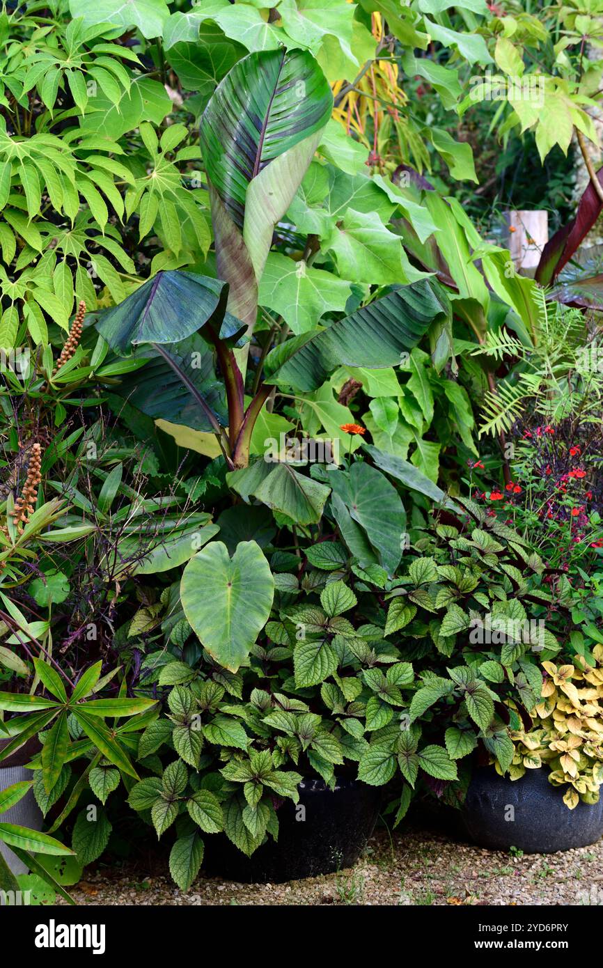 tropical container planting,tropical pot planting,pot planting scheme ...