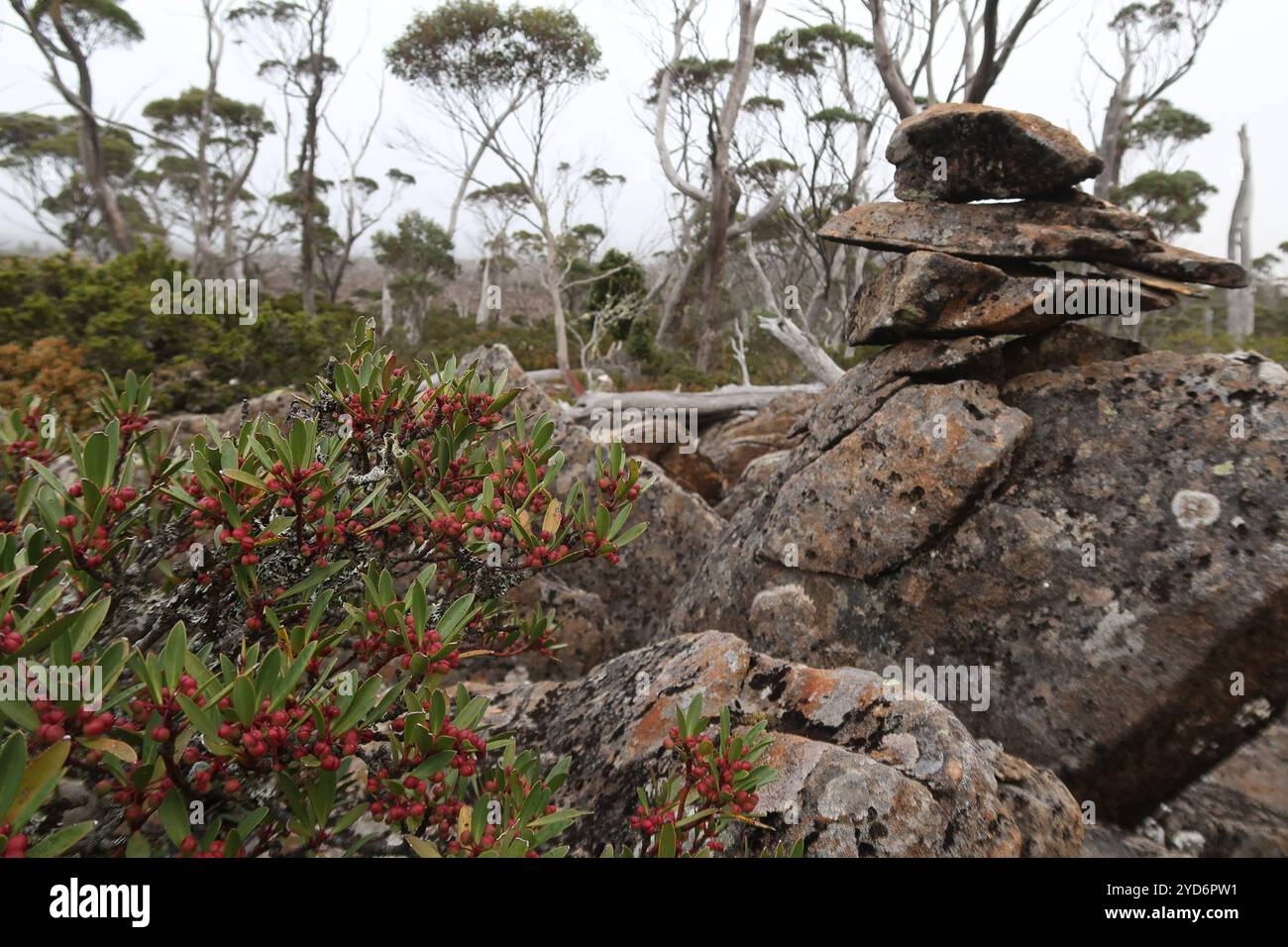 Mountain Pepper (Tasmannia lanceolata Stock Photo - Alamy