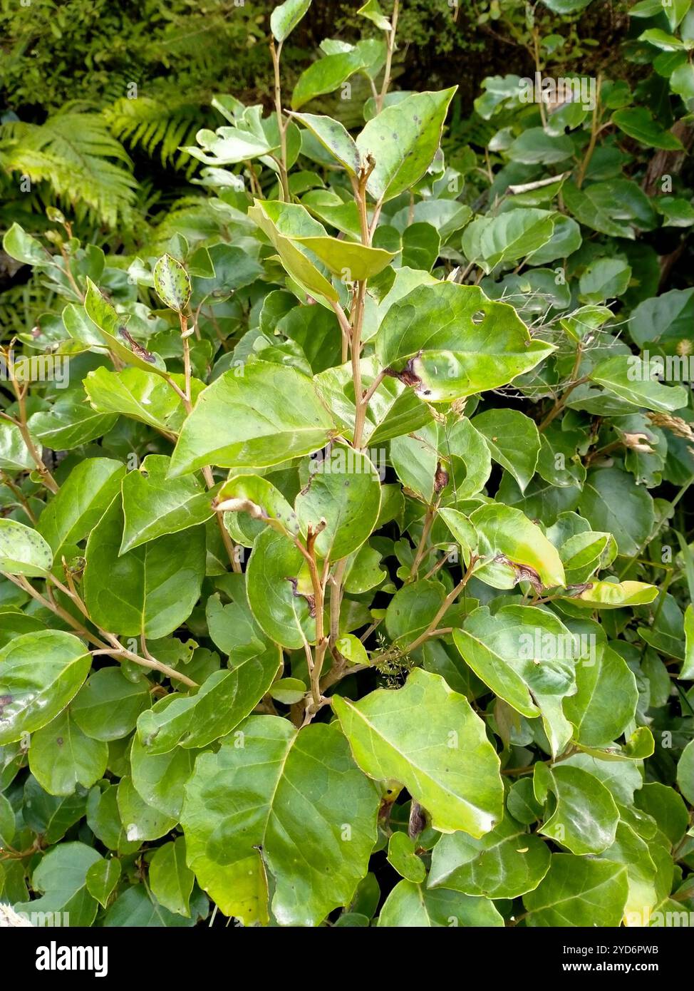 Common tree daisy (Olearia arborescens Stock Photo - Alamy