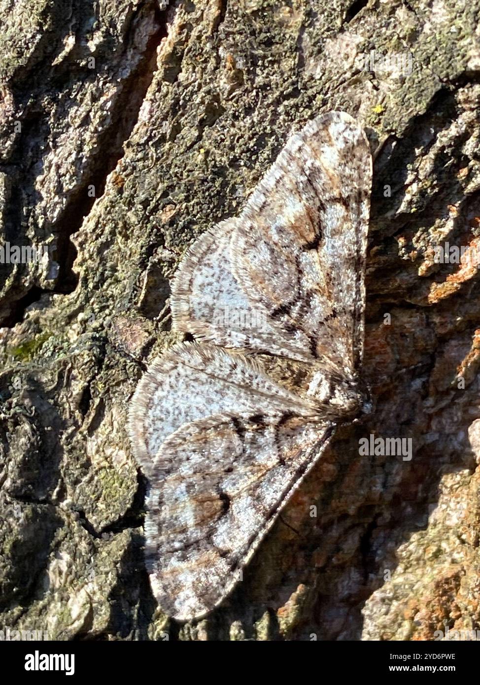 Spring Usher Moth (Agriopis leucophaearia Stock Photo - Alamy