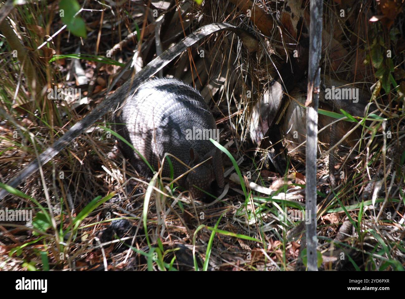 Nine-banded Armadillo (Dasypus novemcinctus Stock Photo - Alamy