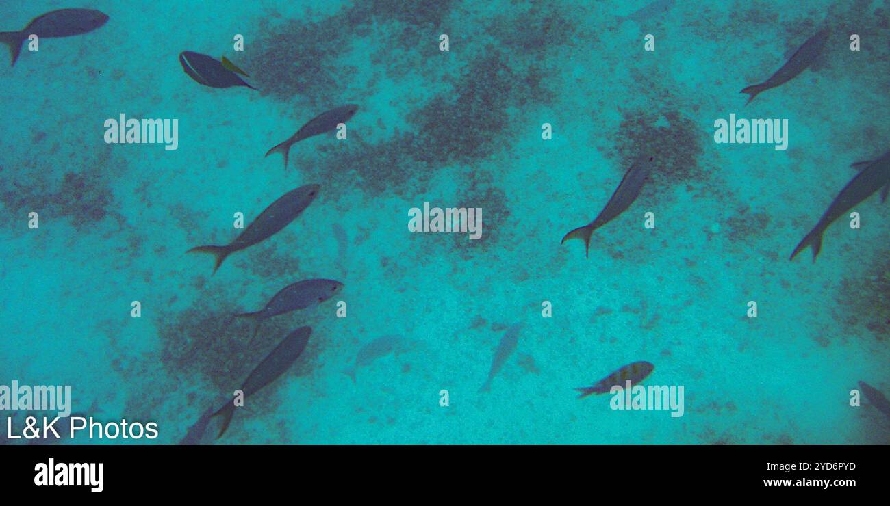Pacific creolefish hi-res stock photography and images - Alamy