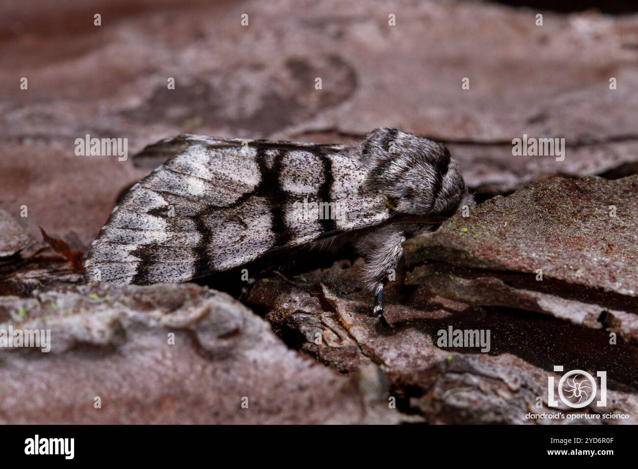 Eastern Panthea Moth (Panthea furcilla Stock Photo - Alamy