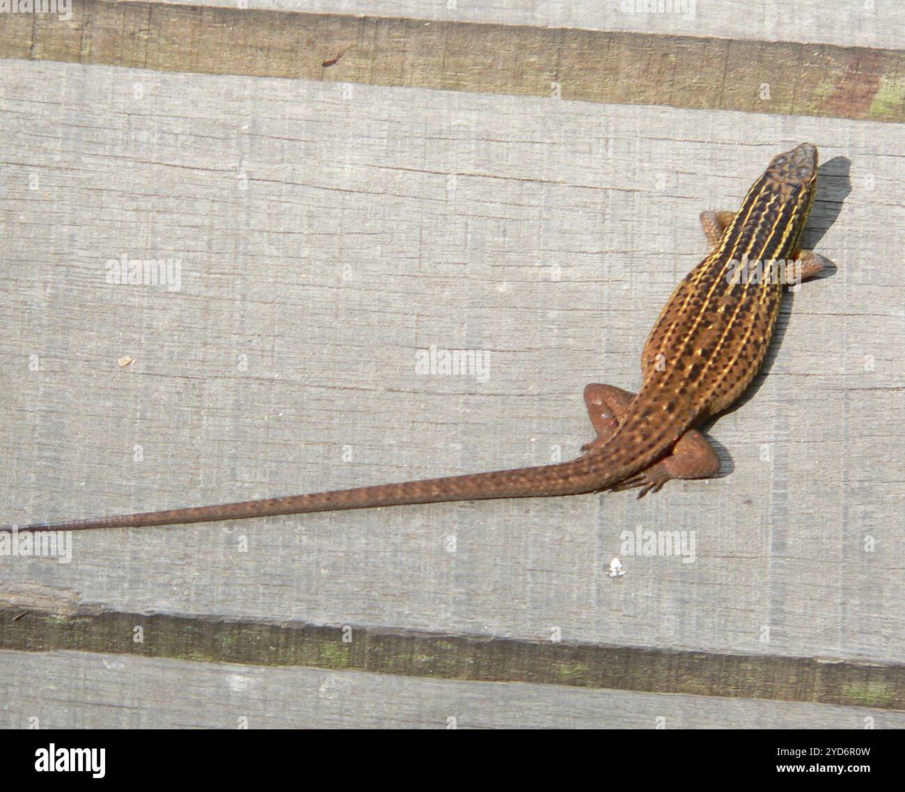 Rough-scaled Sun Skink (Eutropis rugifera Stock Photo - Alamy