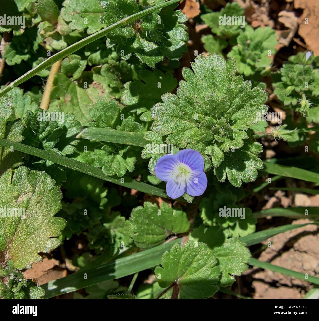 bird's-eye speedwell (Veronica persica Stock Photo - Alamy