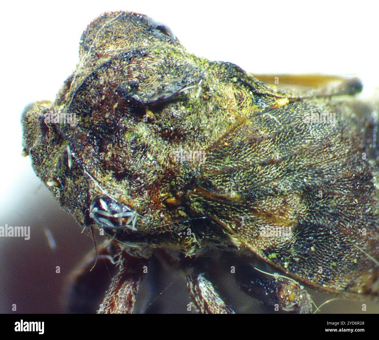 Perditus hi-res stock photography and images - Alamy