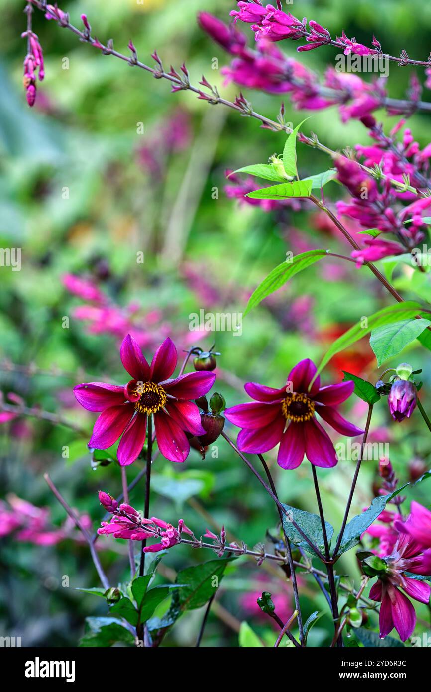 Single flowered dahlia hi-res stock photography and images - Alamy