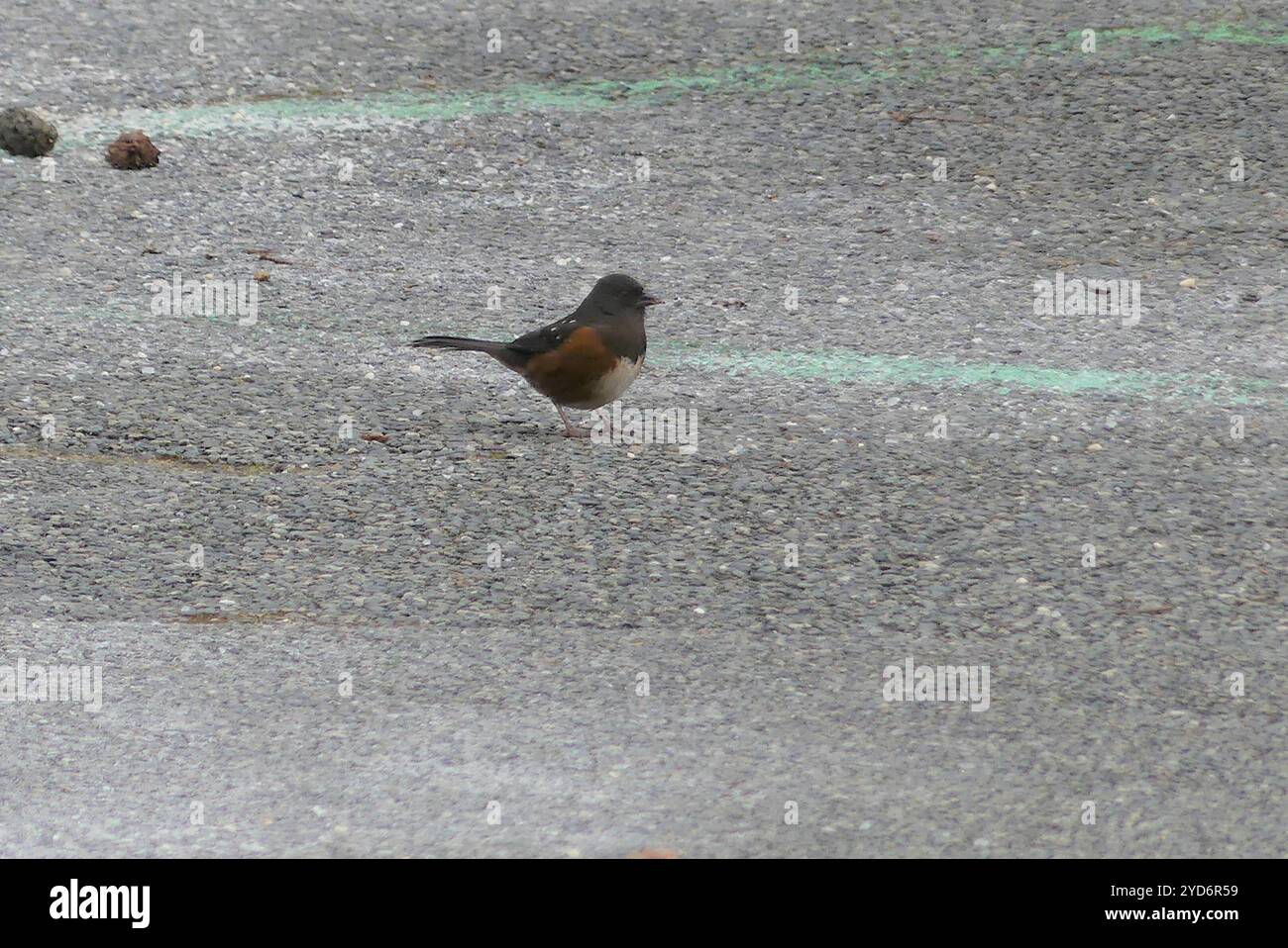 Spotted Towhee (Pipilo maculatus Stock Photo - Alamy