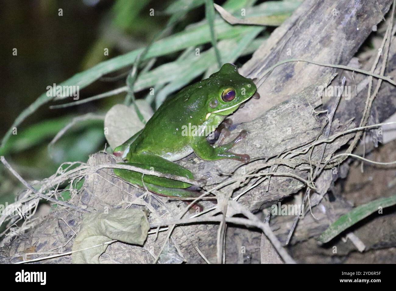 White-lipped Tree Frog (Nyctimystes infrafrenatus Stock Photo - Alamy
