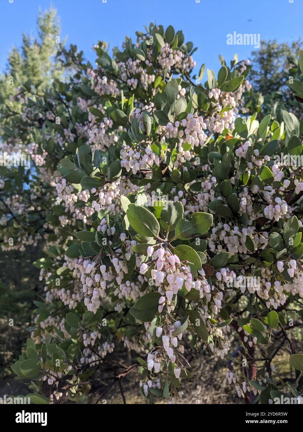 Common Manzanita (Arctostaphylos manzanita Stock Photo - Alamy
