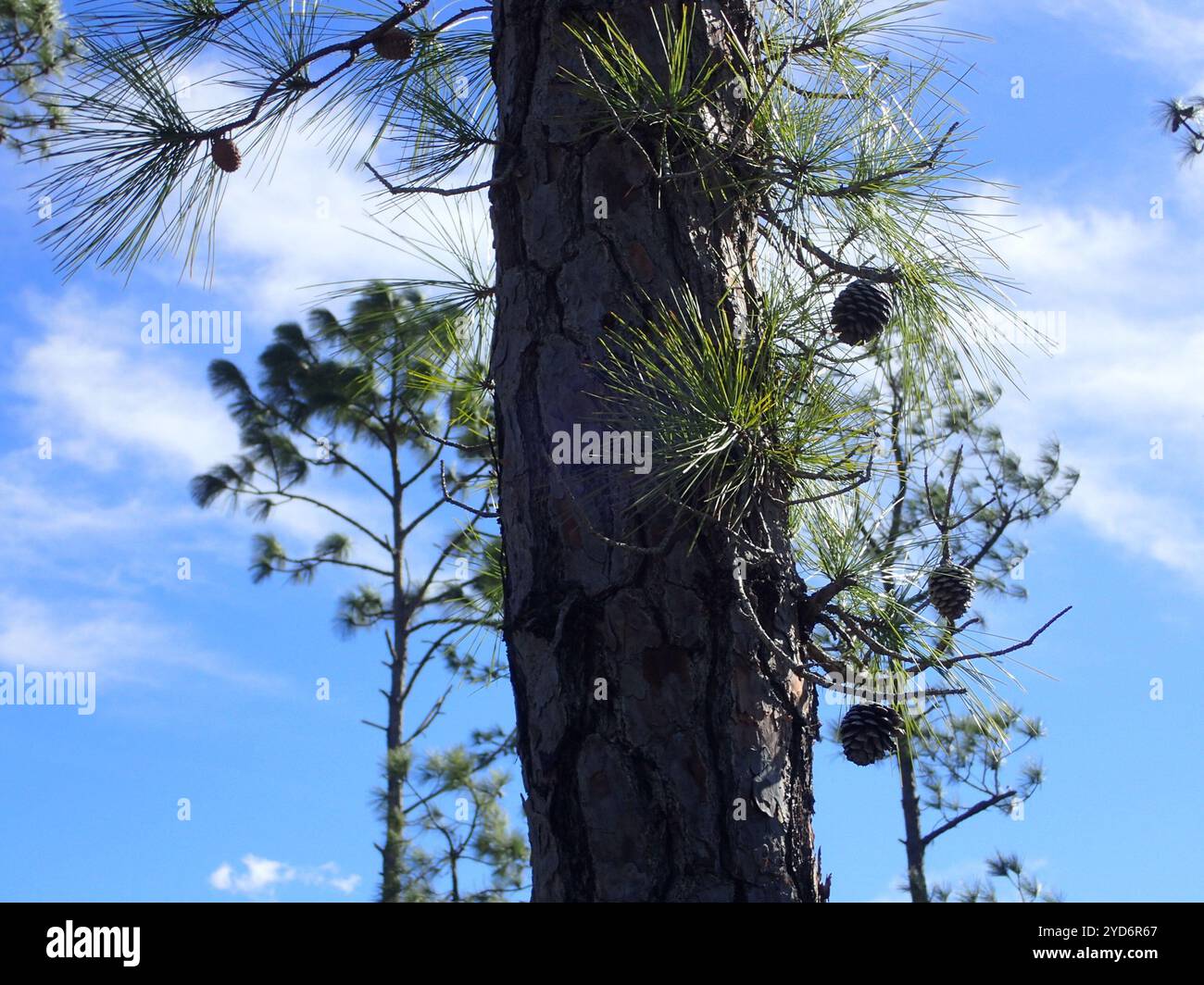 pond pine (Pinus serotina Stock Photo - Alamy