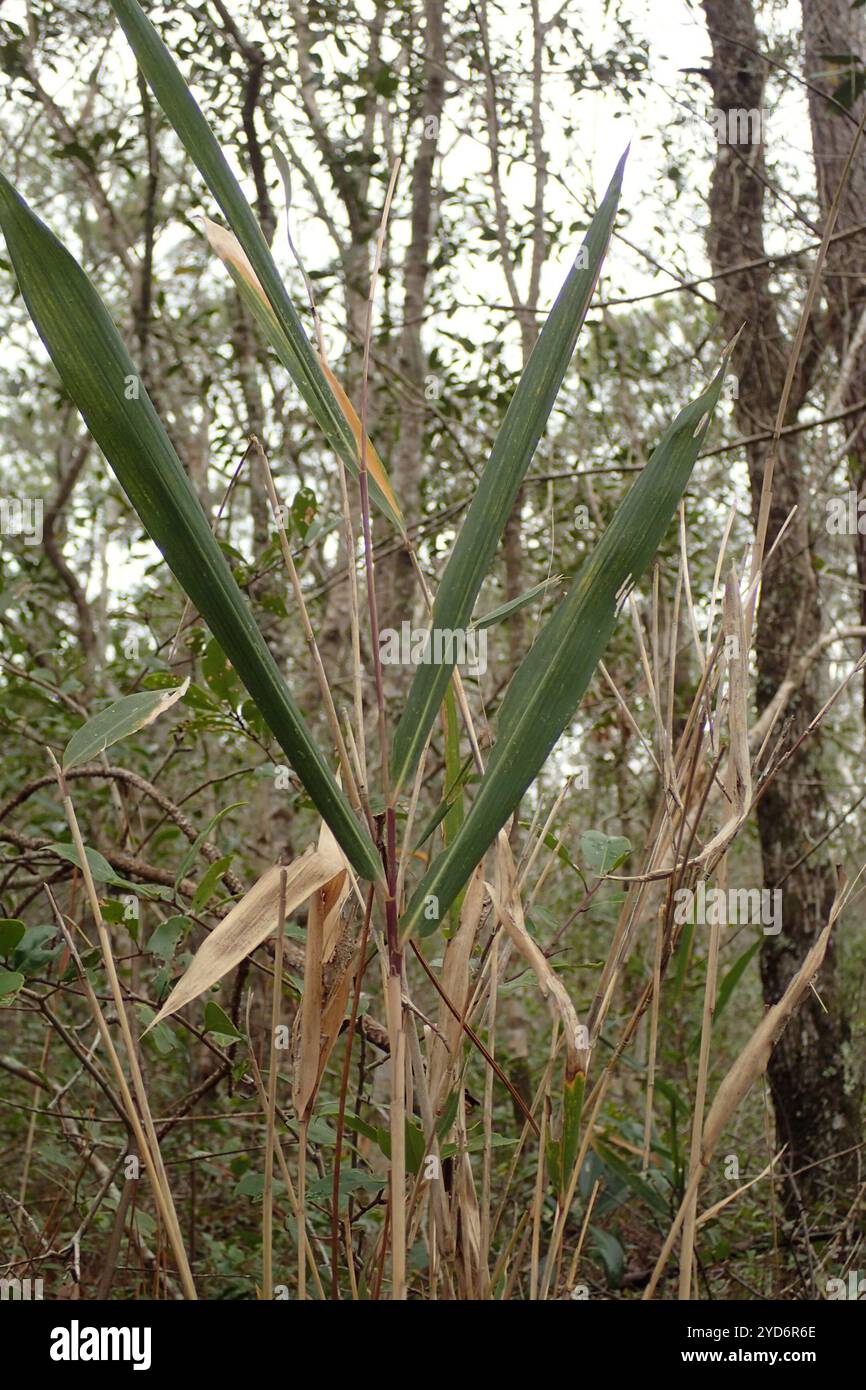 switch cane (Arundinaria tecta Stock Photo - Alamy