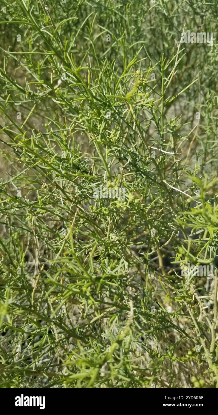 Cheesebush (Ambrosia salsola Stock Photo - Alamy