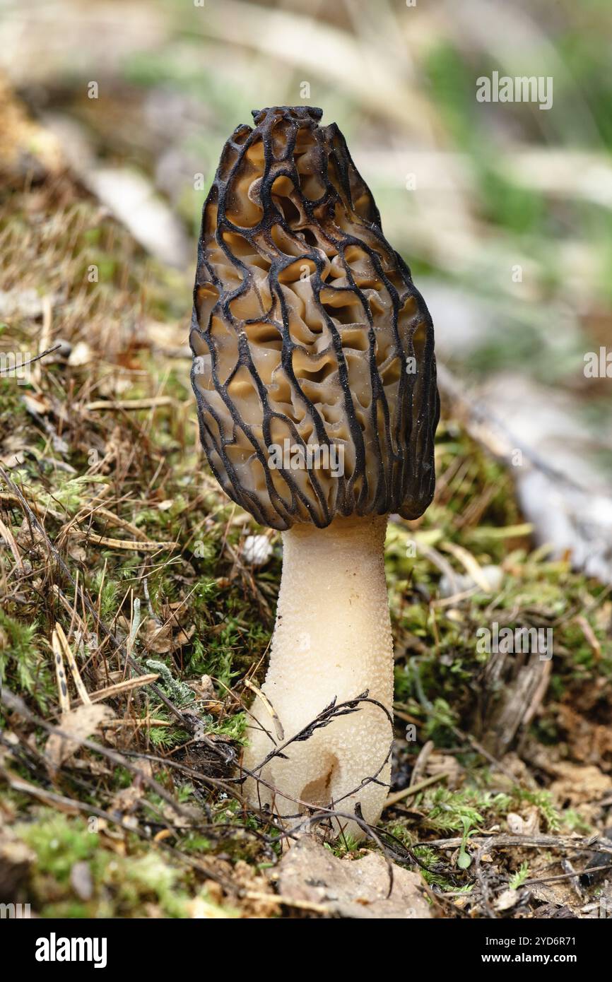 Morchella, the true morels grows in forest. Edible mushrooms closely ...