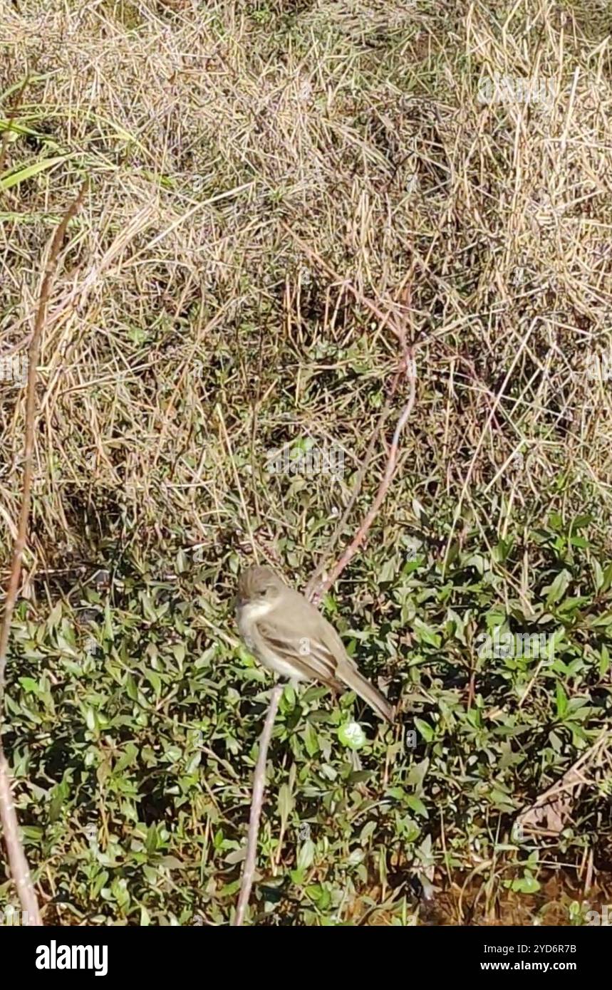 Eastern Phoebe (Sayornis phoebe Stock Photo - Alamy