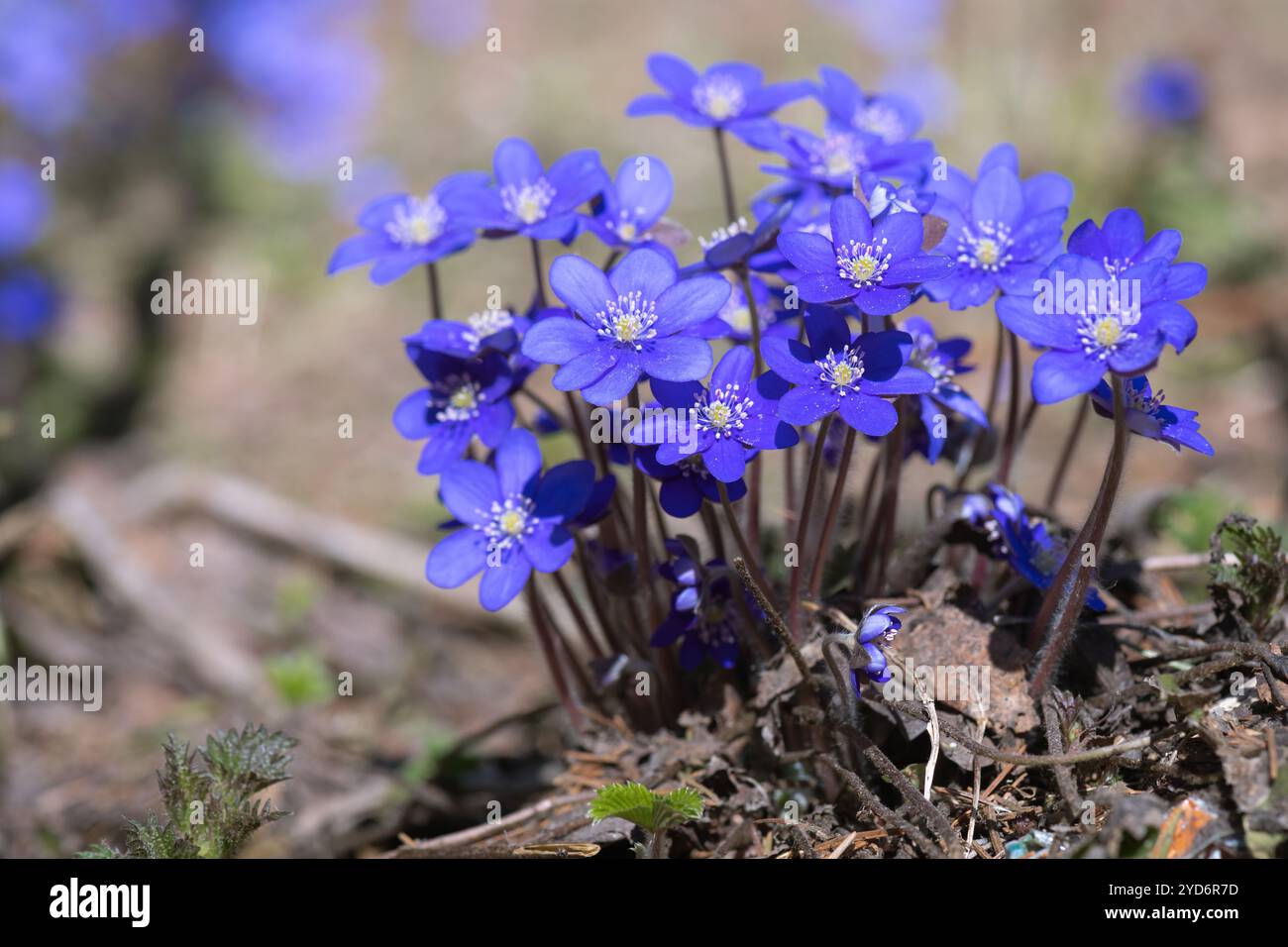 Bright blue Anemone hepatica or Common hepatica or Hepatica nobilis in ...