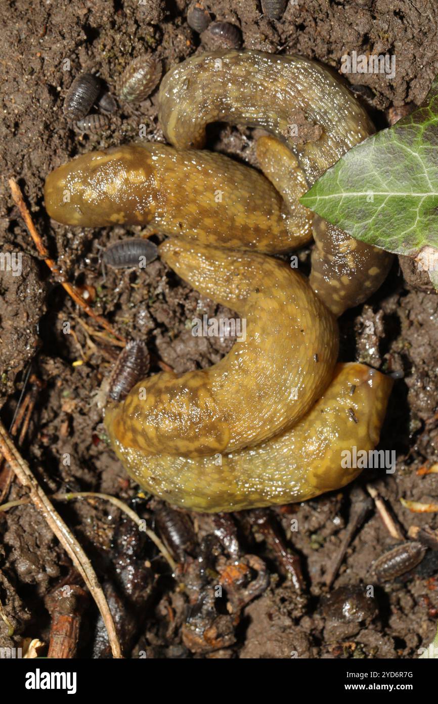 Green Cellar Slug (Limacus maculatus Stock Photo - Alamy