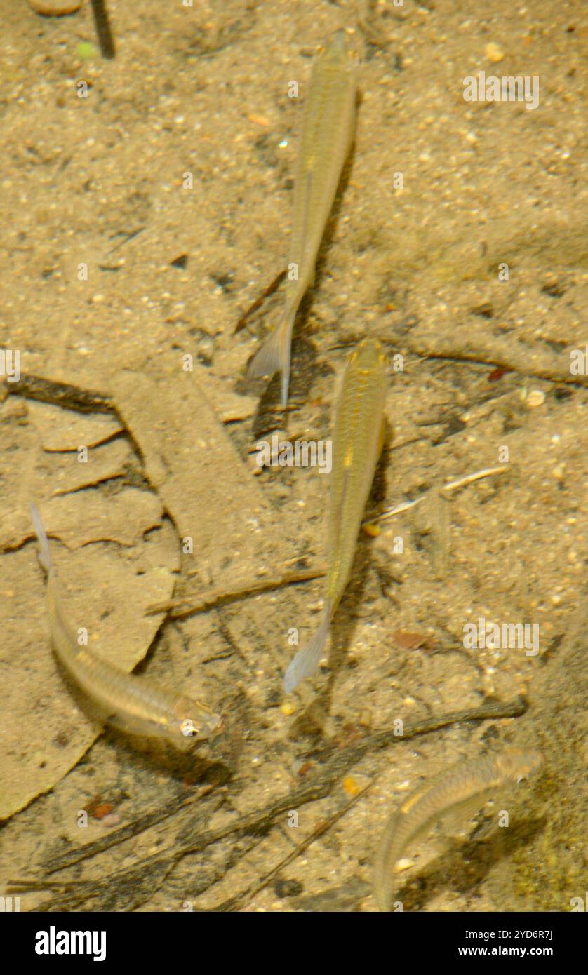 Ray-finned Fishes (Actinopterygii Stock Photo - Alamy