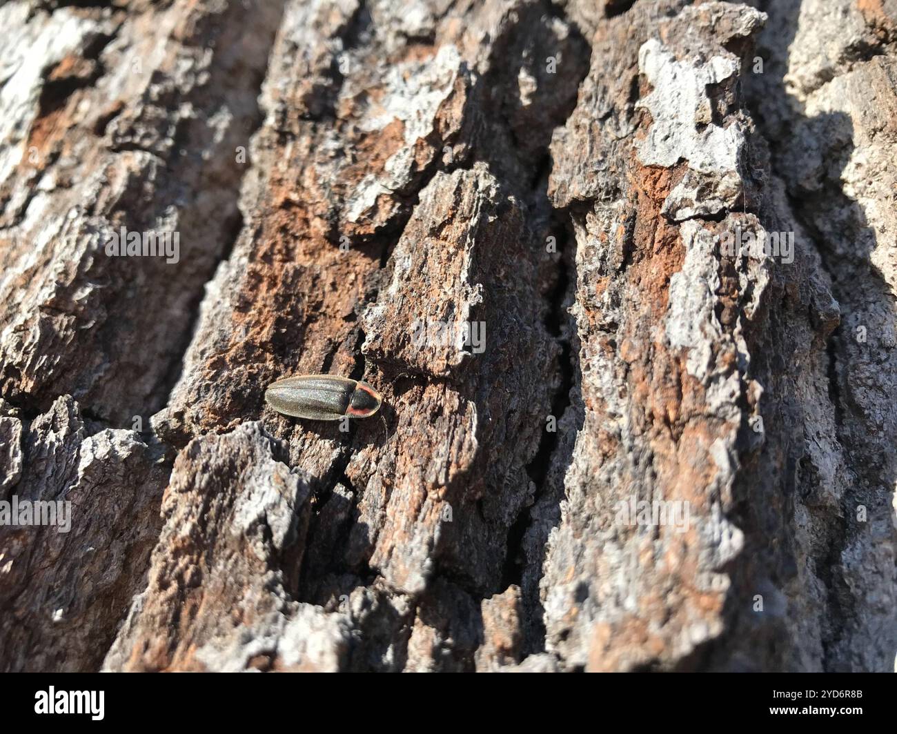 Winter Firefly (Ellychnia corrusca Stock Photo - Alamy