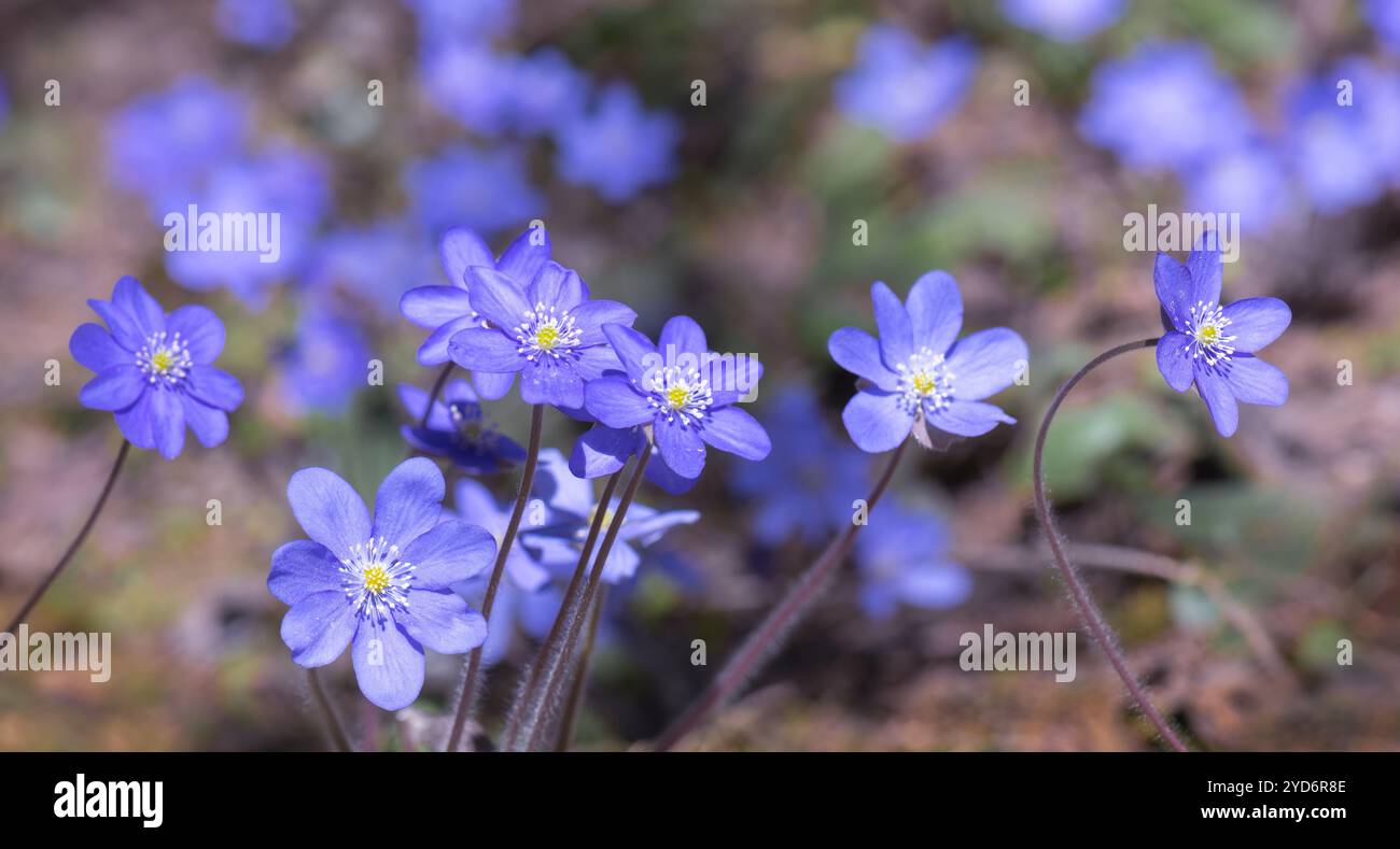 Bright blue Anemone hepatica or Common hepatica or Hepatica nobilis in ...