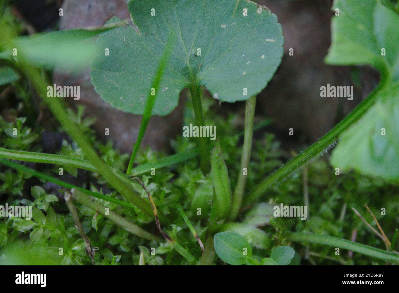 eastern American blue violets (Borealiamericanae Stock Photo - Alamy