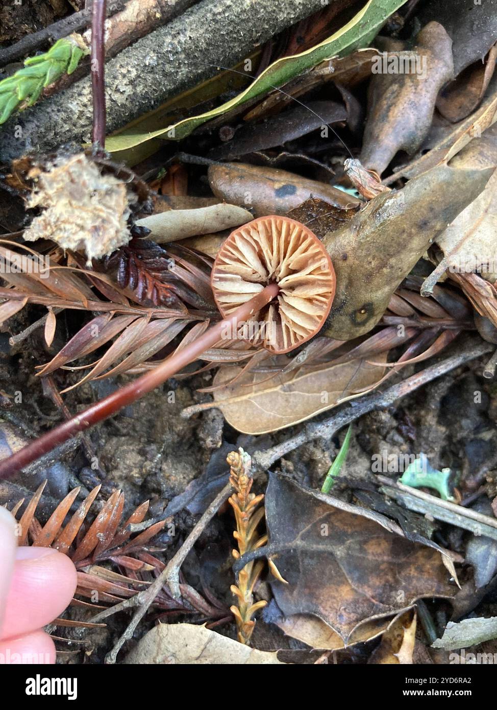 red pinwheel (Marasmius plicatulus Stock Photo - Alamy