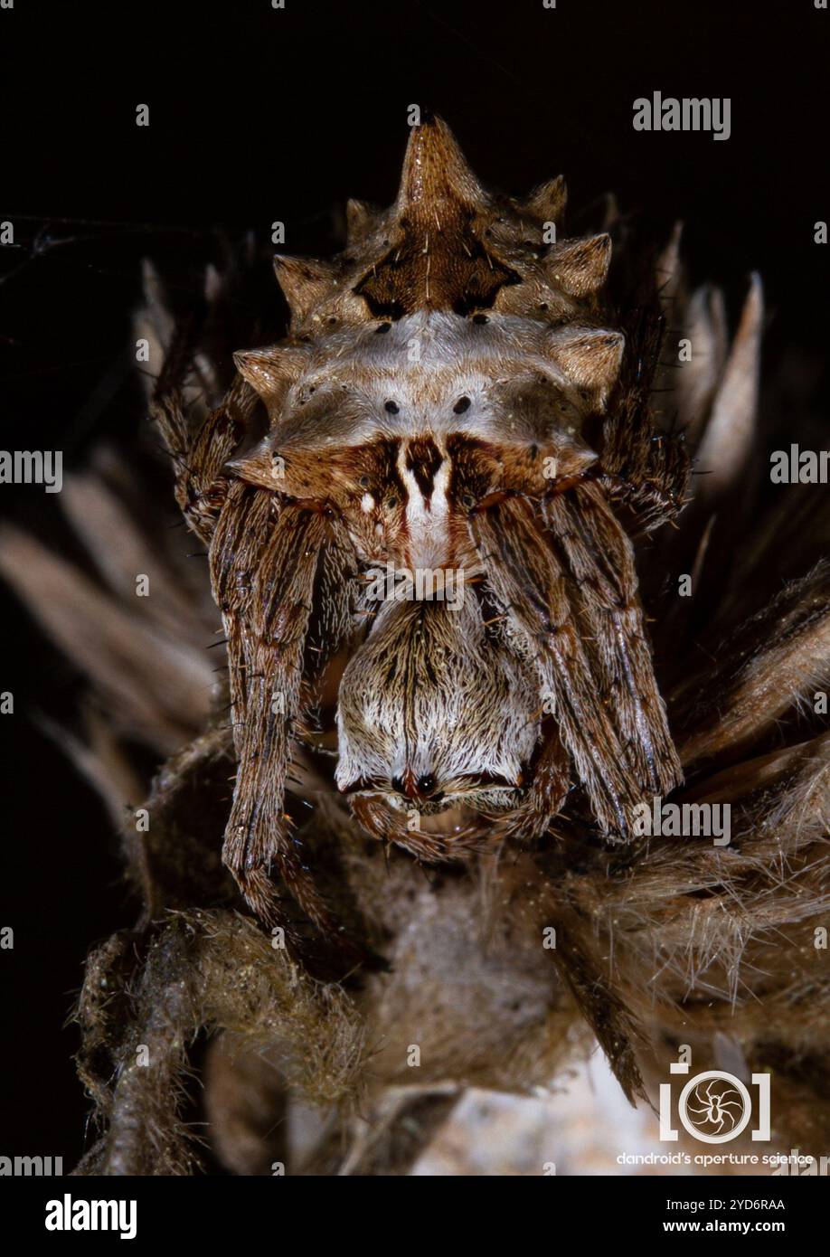 Starbellied Orbweaver (Acanthepeira stellata Stock Photo - Alamy