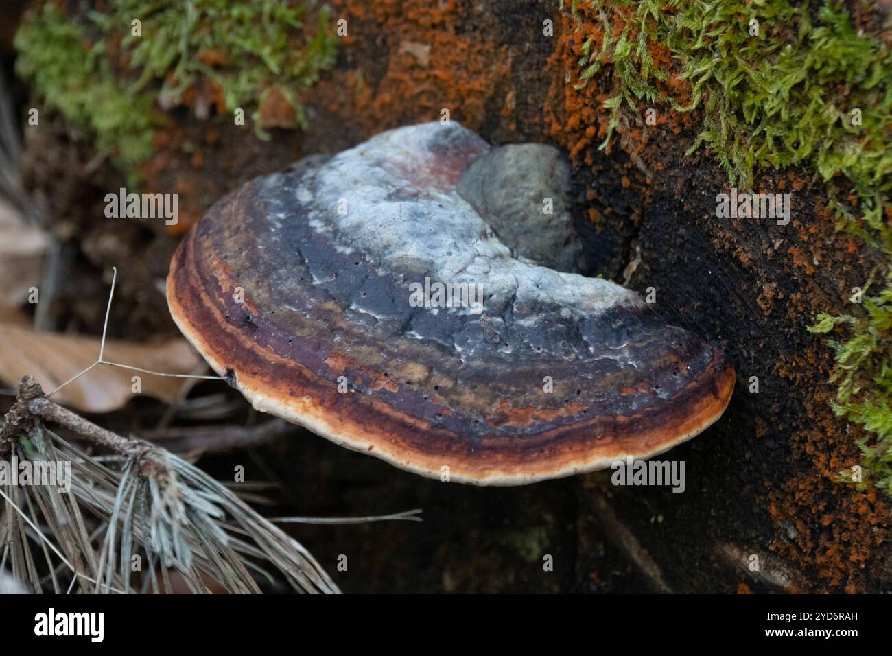 Red-banded Polypore (Fomitopsis pinicola Stock Photo - Alamy