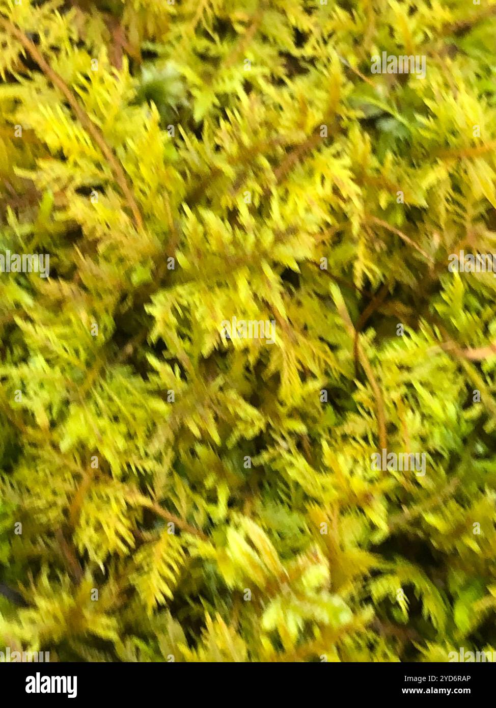 delicate fern moss (Thuidium delicatulum Stock Photo - Alamy
