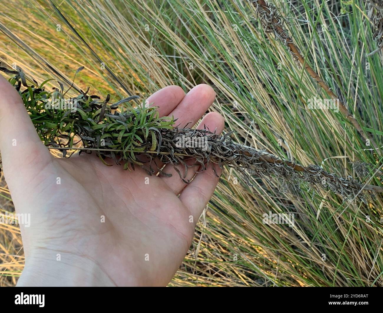 Coastal Dog Fennel (Eupatorium compositifolium Stock Photo - Alamy