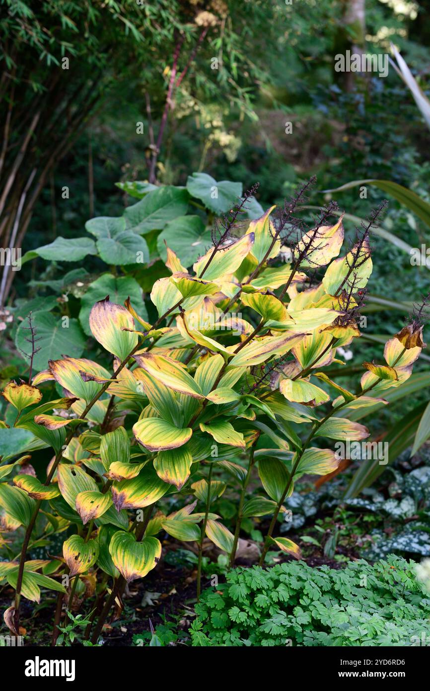 Maianthemum foliage changing colour hi-res stock photography and images ...