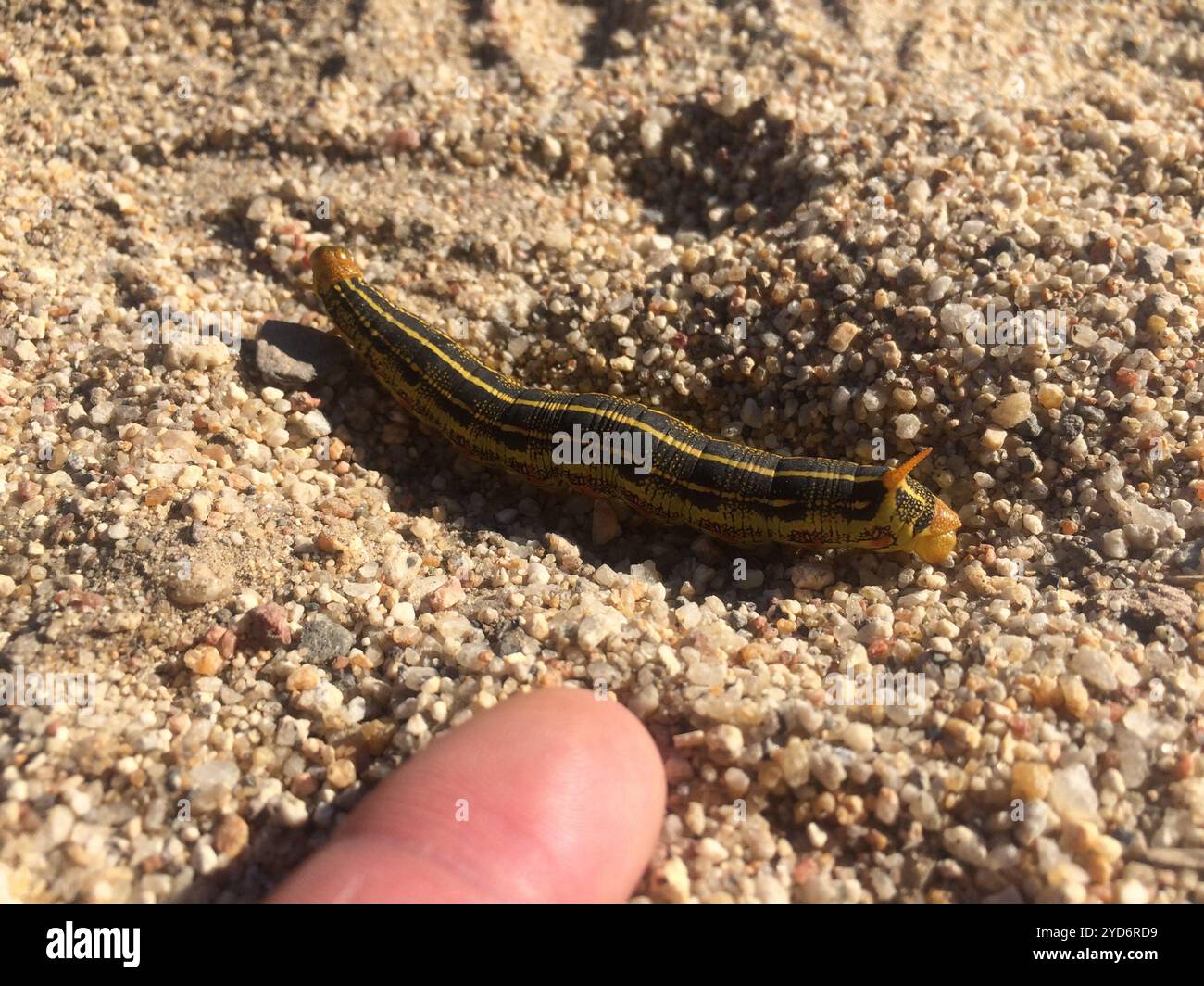 White-lined Sphinx (Hyles lineata Stock Photo - Alamy