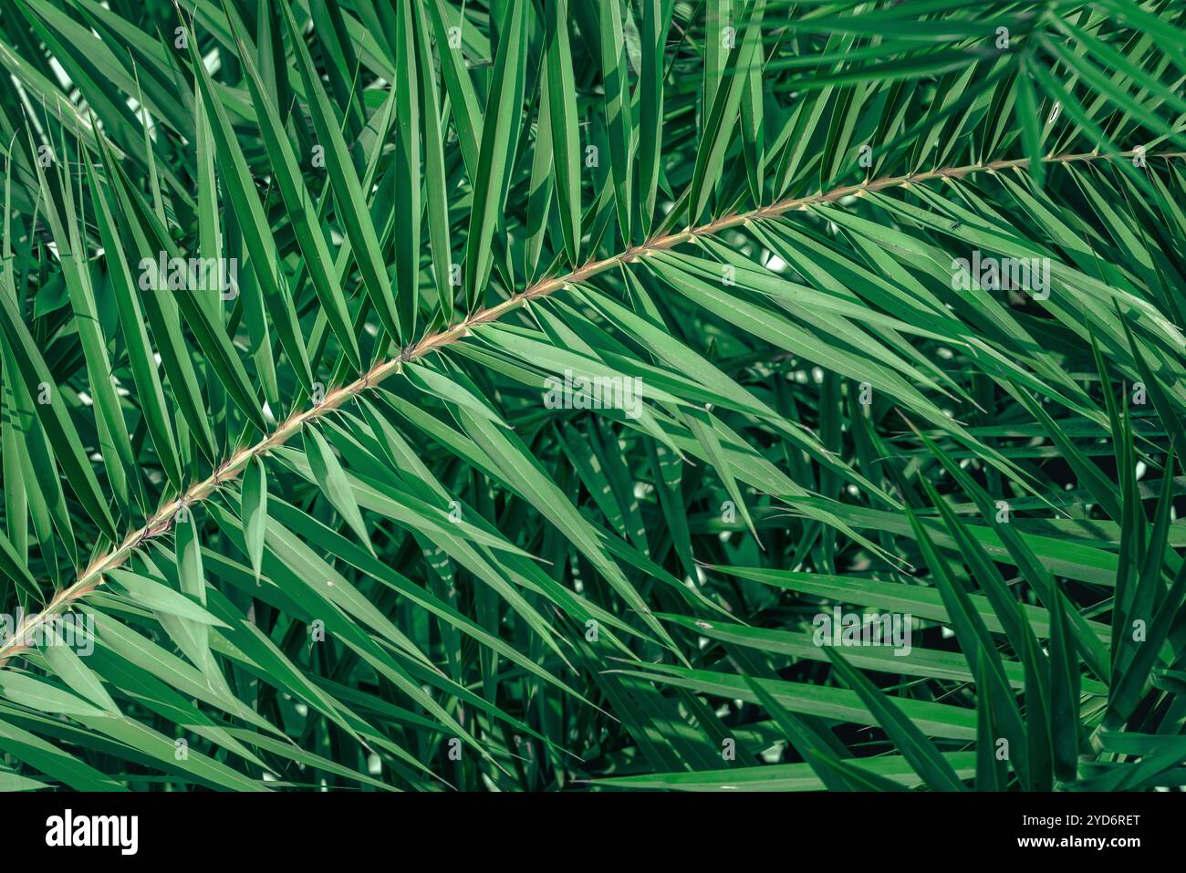 Palm leaves green pattern abstract tropical spiky palms wall background ...