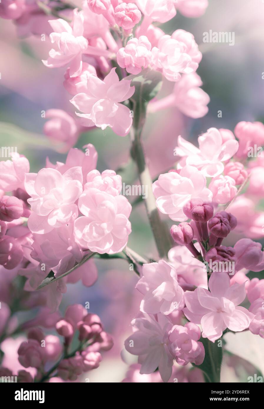 Lilac bush pink flowers hi-res stock photography and images - Alamy