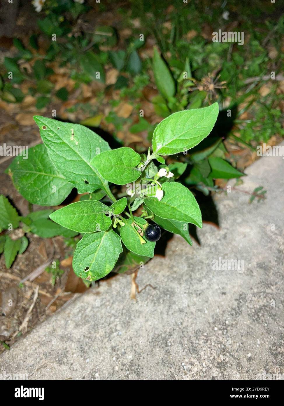 American black nightshade (Solanum americanum Stock Photo - Alamy