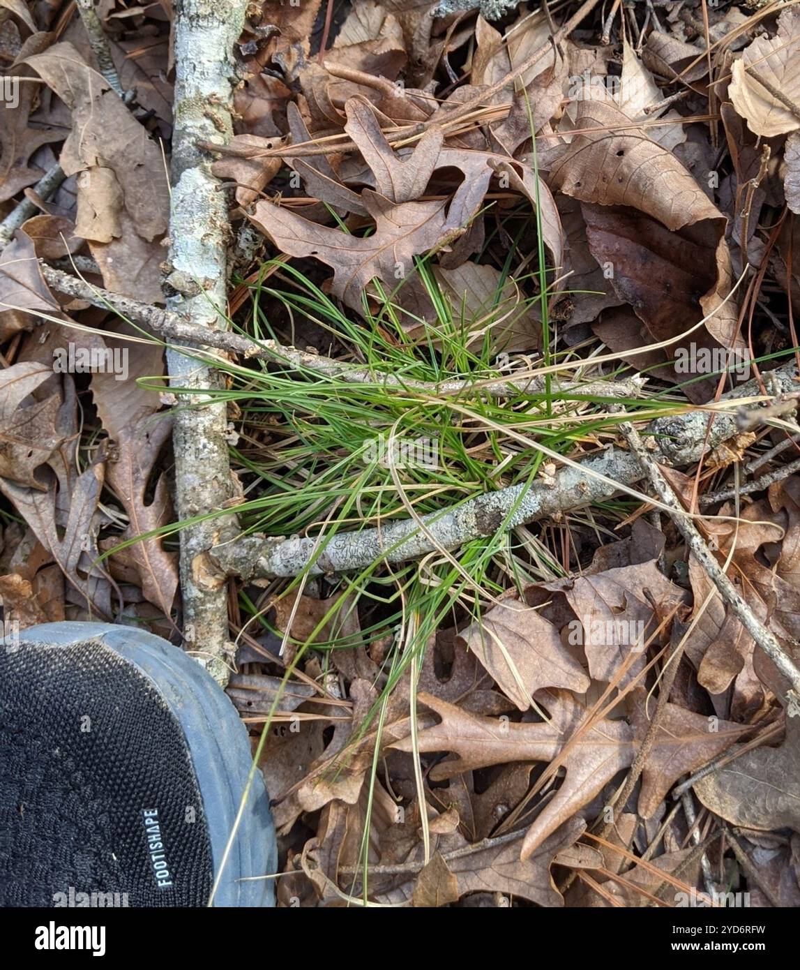 Poverty oatgrass (Danthonia spicata Stock Photo - Alamy