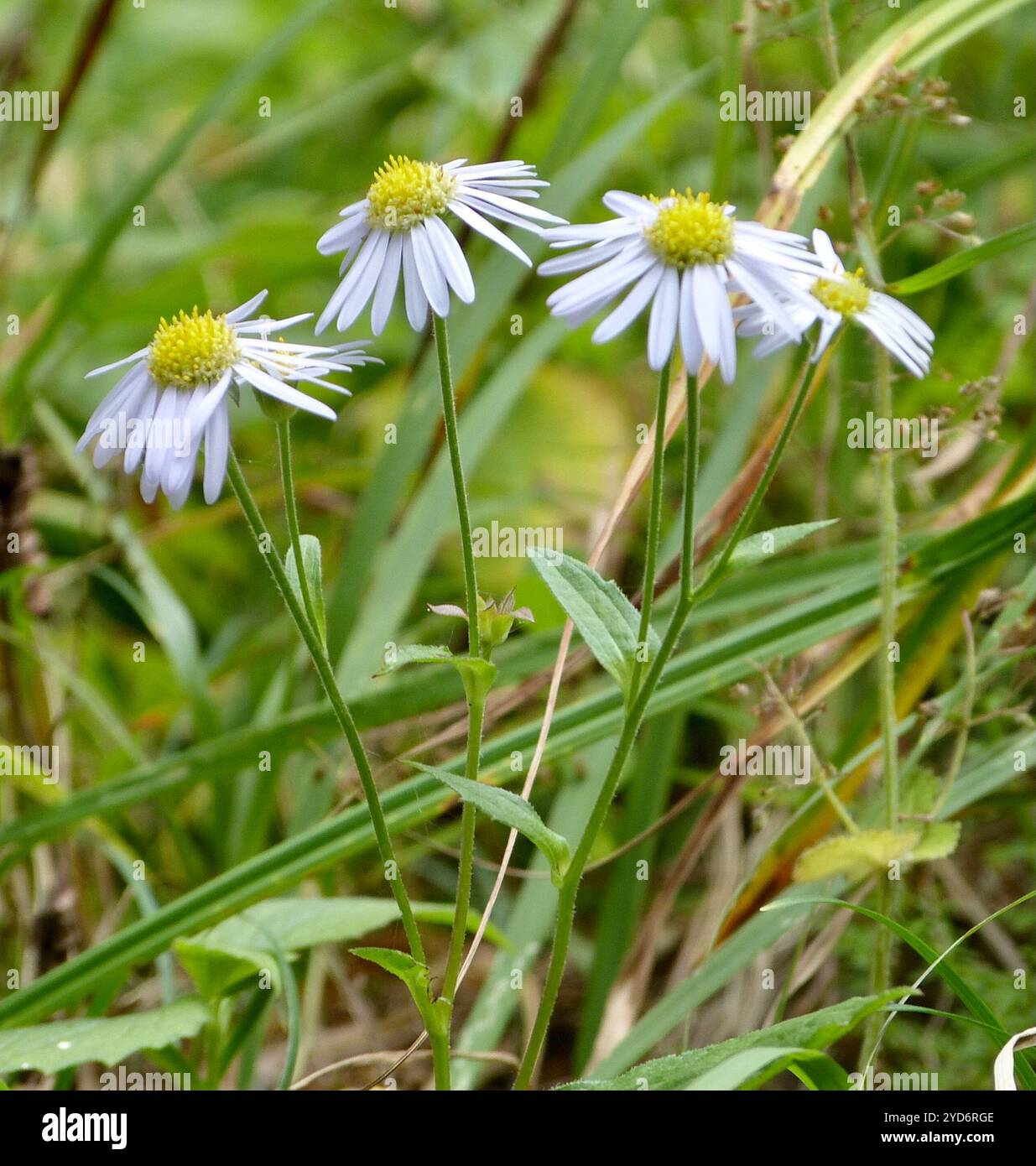 asters and allies (Astereae Stock Photo - Alamy