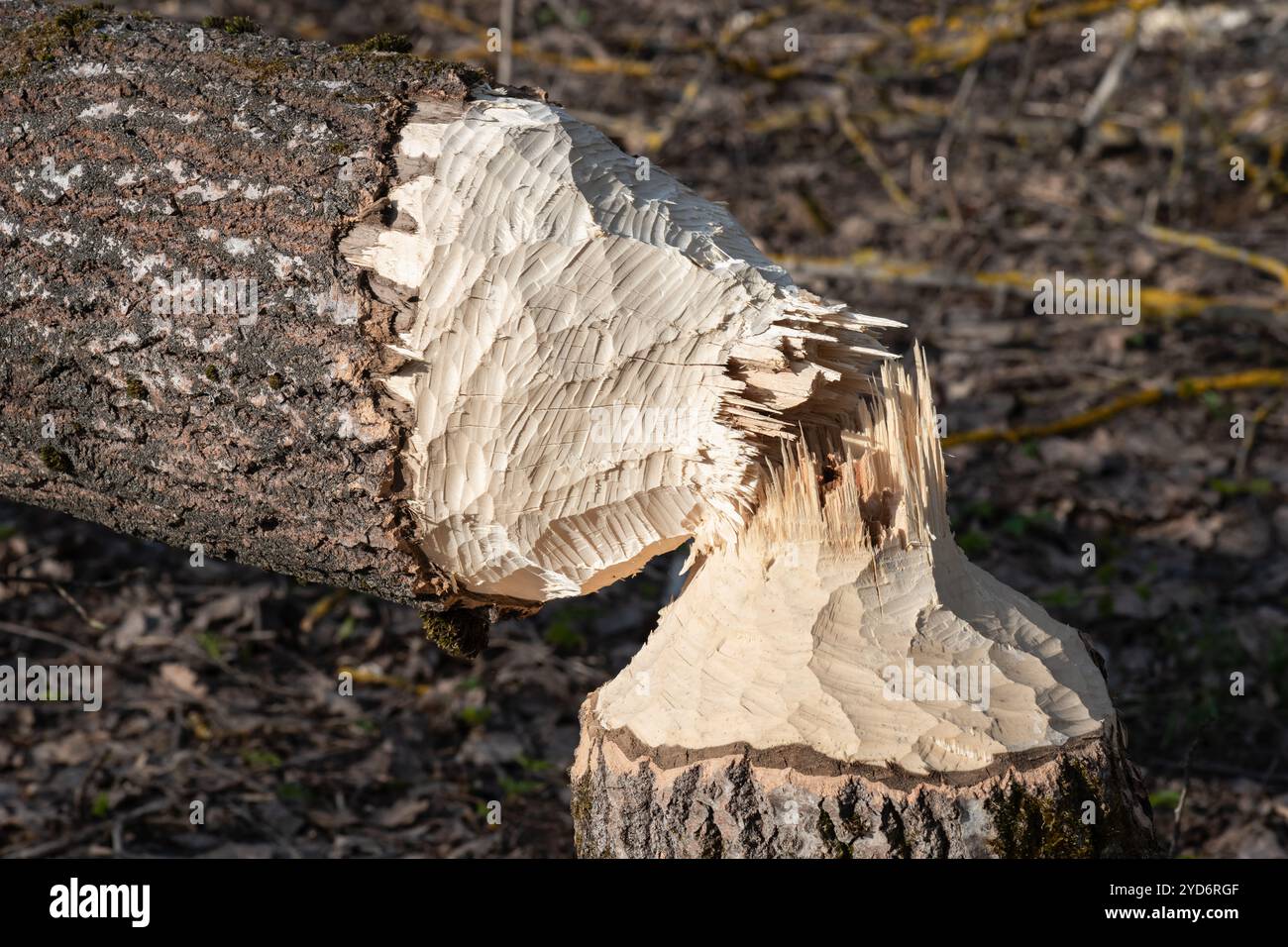 An eager beaver worked overnight to chop down this big tree bit off ...