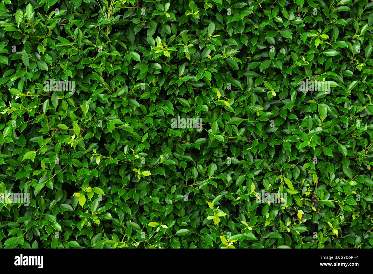Deep green leaves hi-res stock photography and images - Alamy