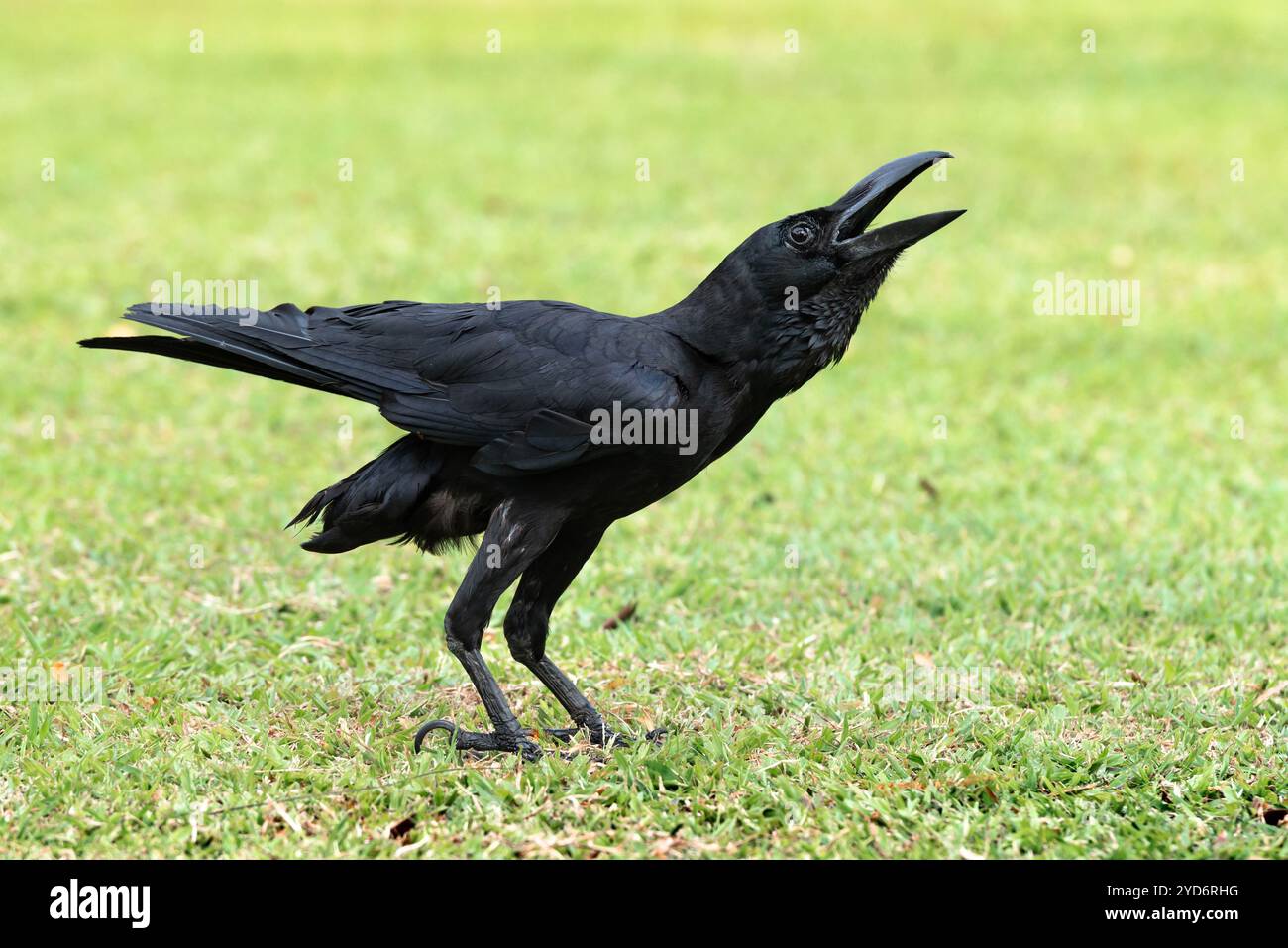 Portrait image of single large raven caws in the park Stock Photo - Alamy