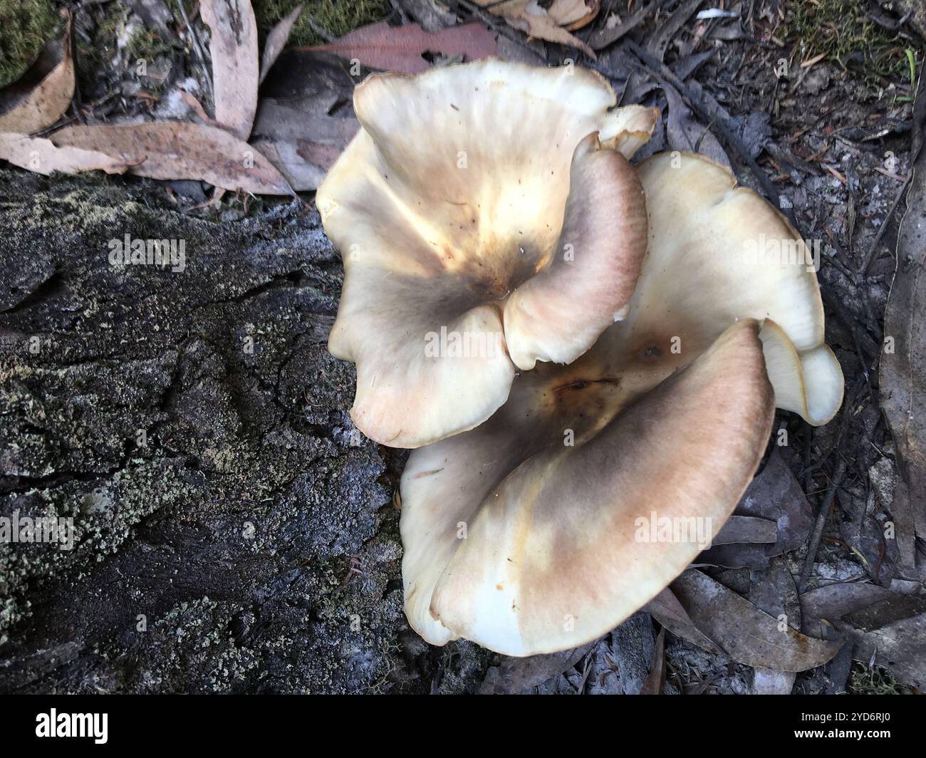 ghost fungus (Omphalotus nidiformis Stock Photo - Alamy