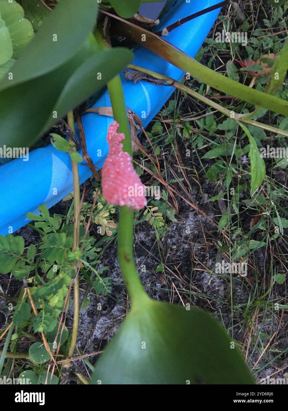 Island apple snail hi-res stock photography and images - Alamy