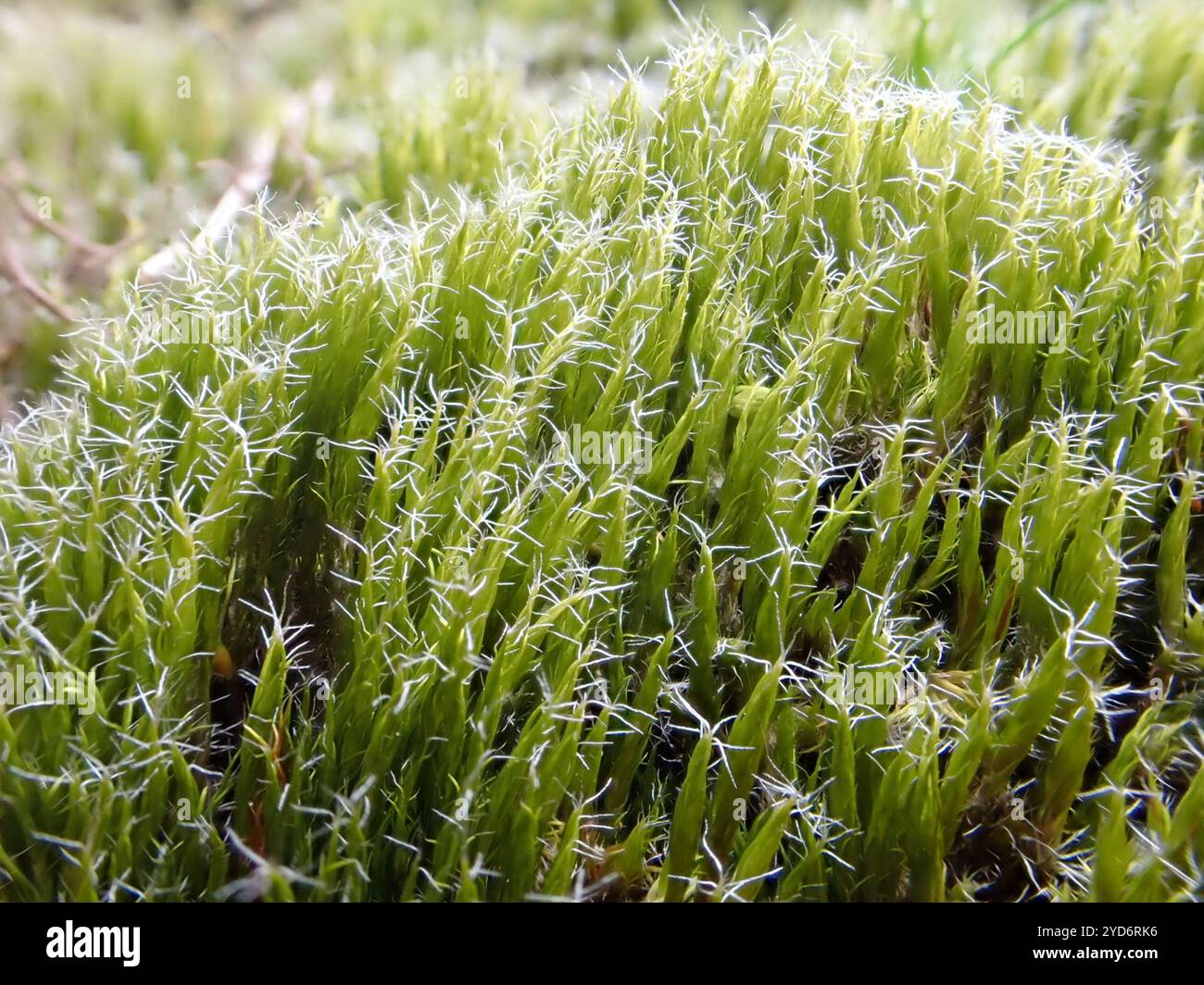Heath Star-moss (Campylopus introflexus Stock Photo - Alamy