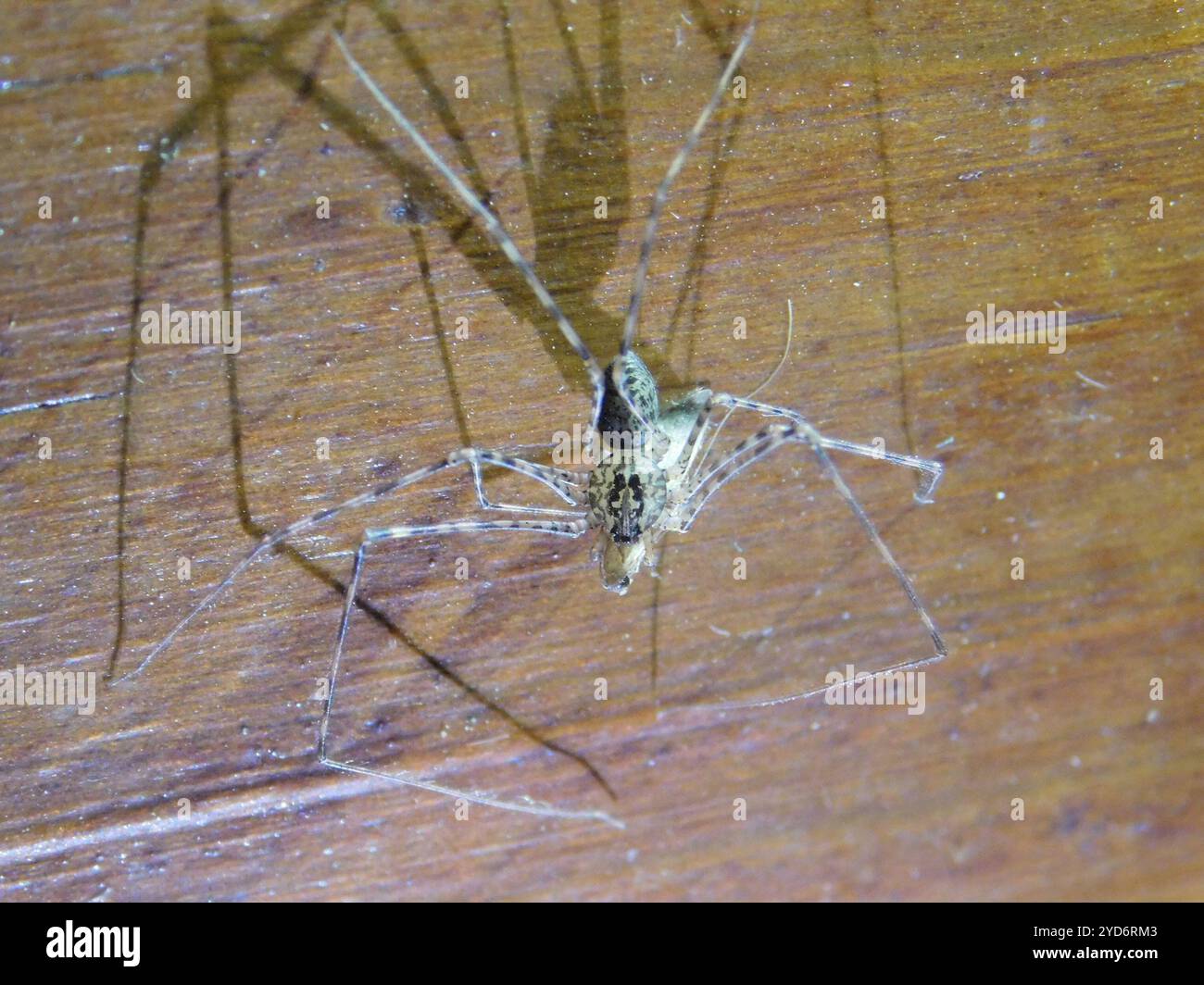 Globula hi-res stock photography and images - Alamy