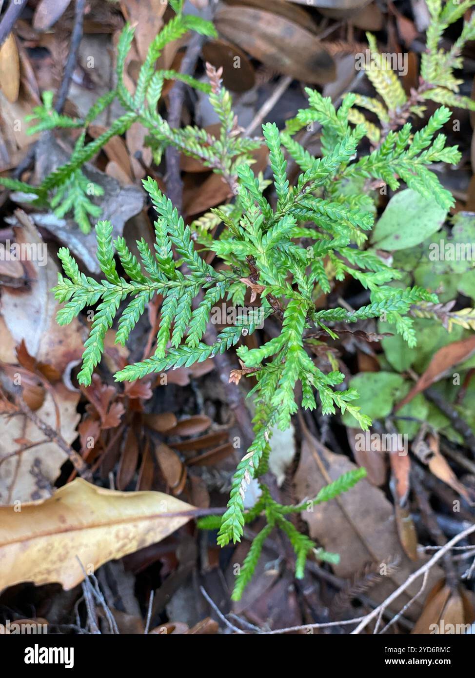 Kawaka hi-res stock photography and images - Alamy