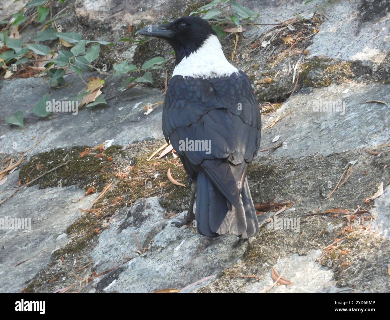 Collared Crow (Corvus pectoralis Stock Photo - Alamy