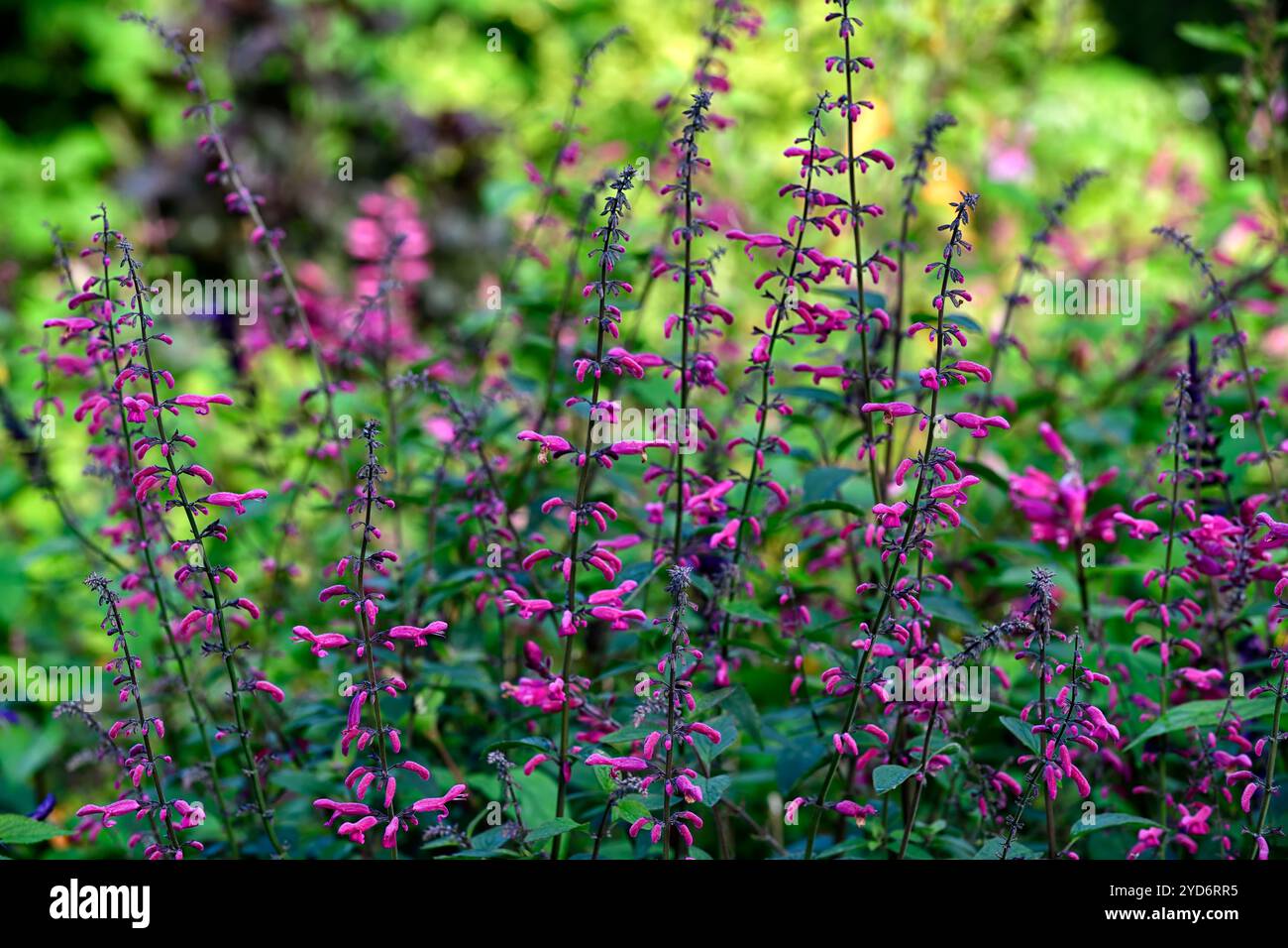 Salvia curviflora,pink flowers,flower,flowering,perennial salvia ...